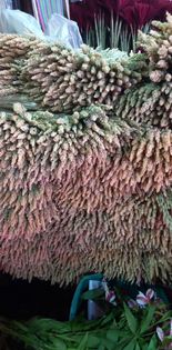 Dried Trigo – ANEC Global